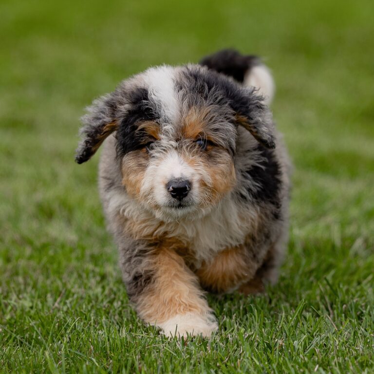 Beautiful Bernedoodle Puppies: Genetic Tested Parents | Find Your ...