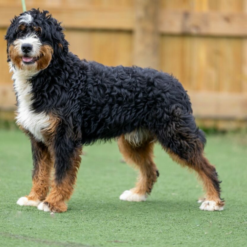 Beautiful Bernedoodle Puppies: Genetic Tested Parents | Find Your ...