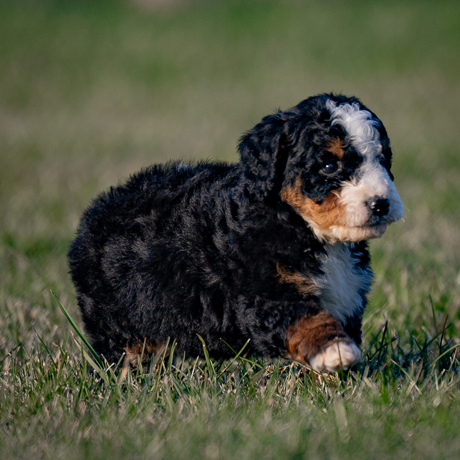 Atlas | Berry Patch Puppies