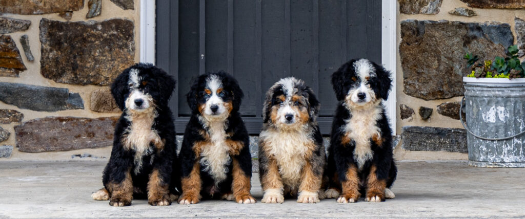 Decoding the Doodle: Understanding F1, F2, Multi-Gen, and Ultra ...