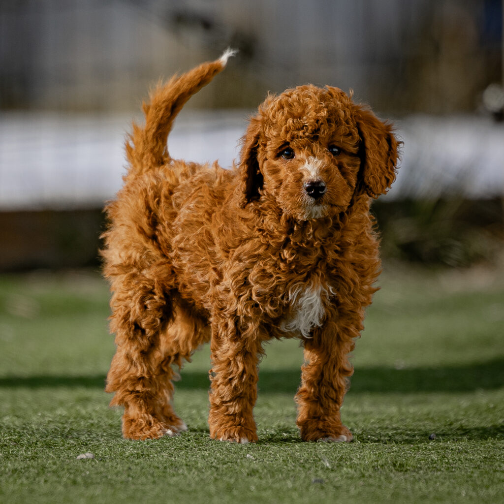Mini Bernedoodle Puppies | Berry Patch Puppies