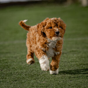 Gus | Berry Patch Puppies