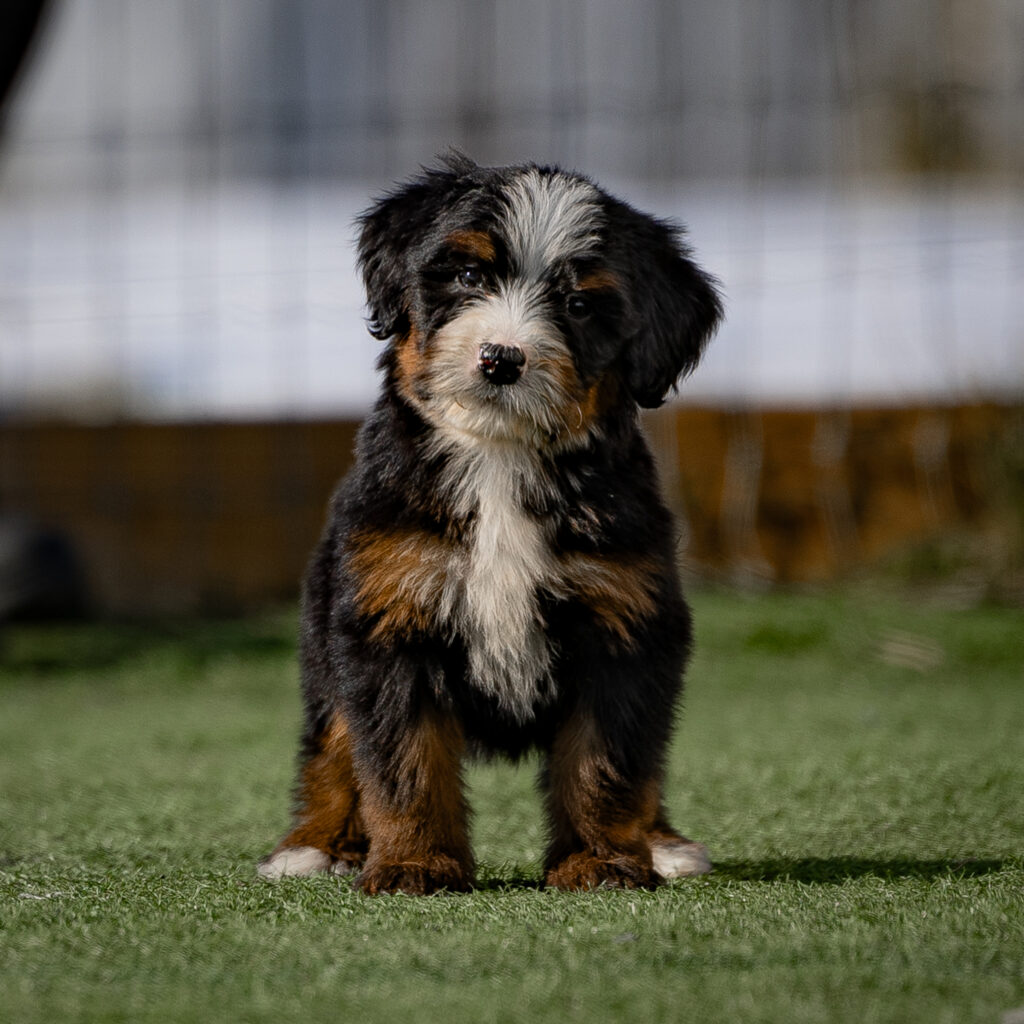 Forrest | Berry Patch Puppies