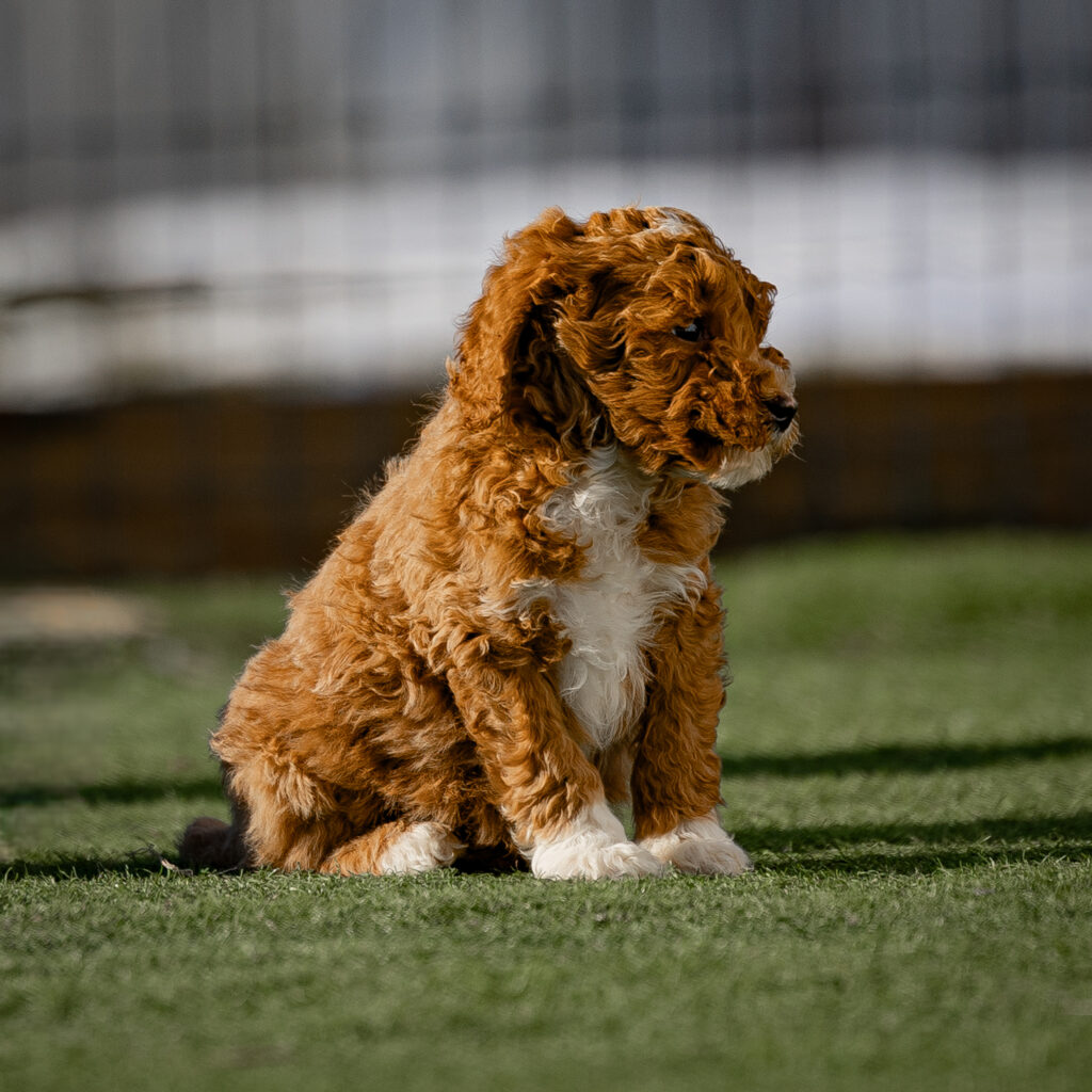 Gus | Berry Patch Puppies