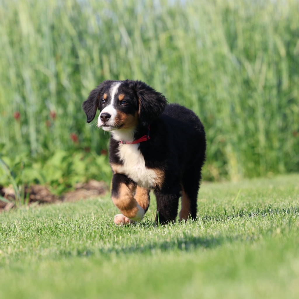 Beautiful Bernedoodle Puppies: Genetic Tested Parents | Find Your ...