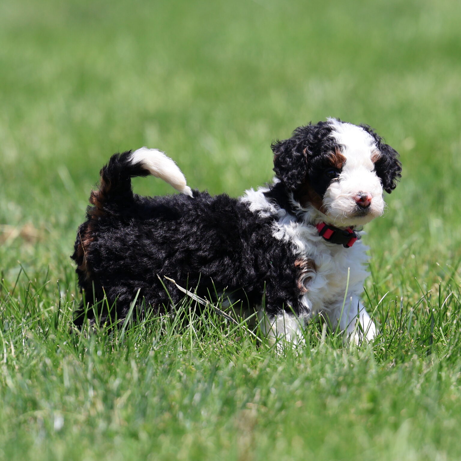 Kenzie | Berry Patch Puppies | Bernedoodle Puppies