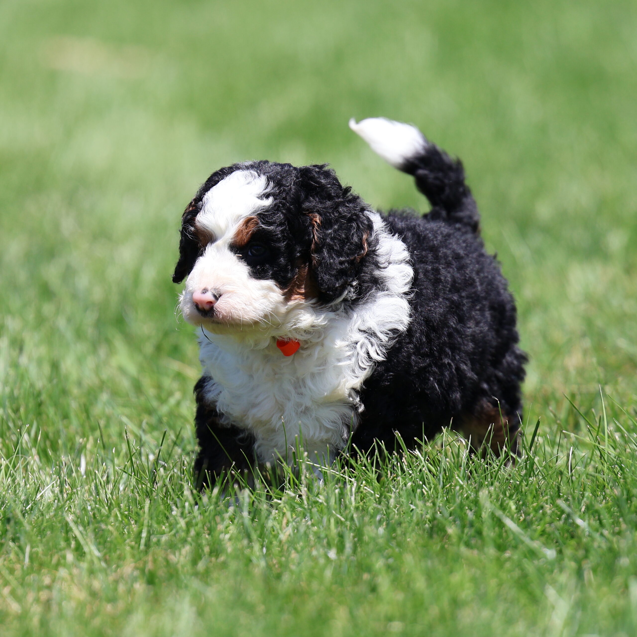 Beautiful Bernedoodle Puppies: Genetic Tested Parents | Find Your ...