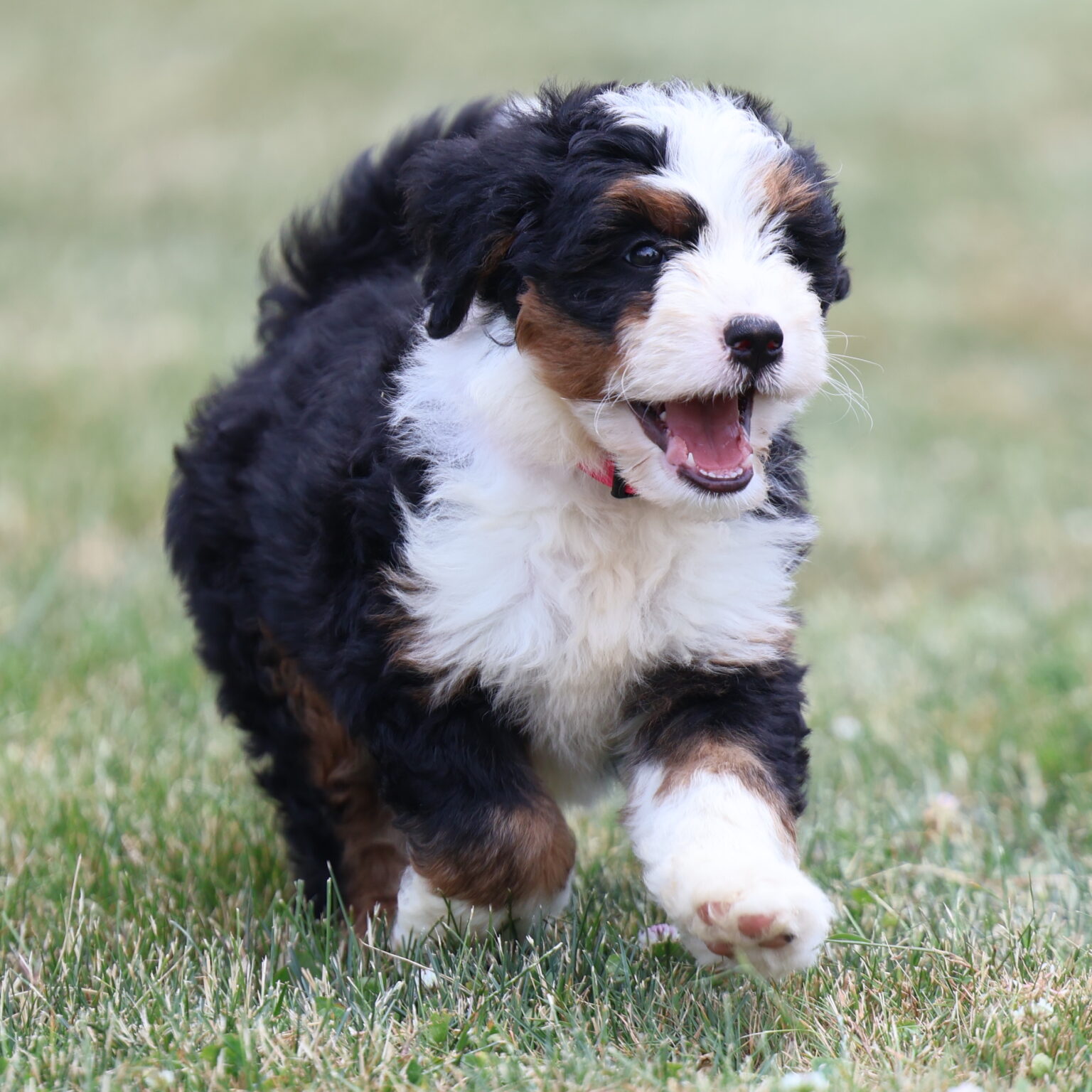 Beautiful Bernedoodle Puppies: Genetic Tested Parents | Find Your ...