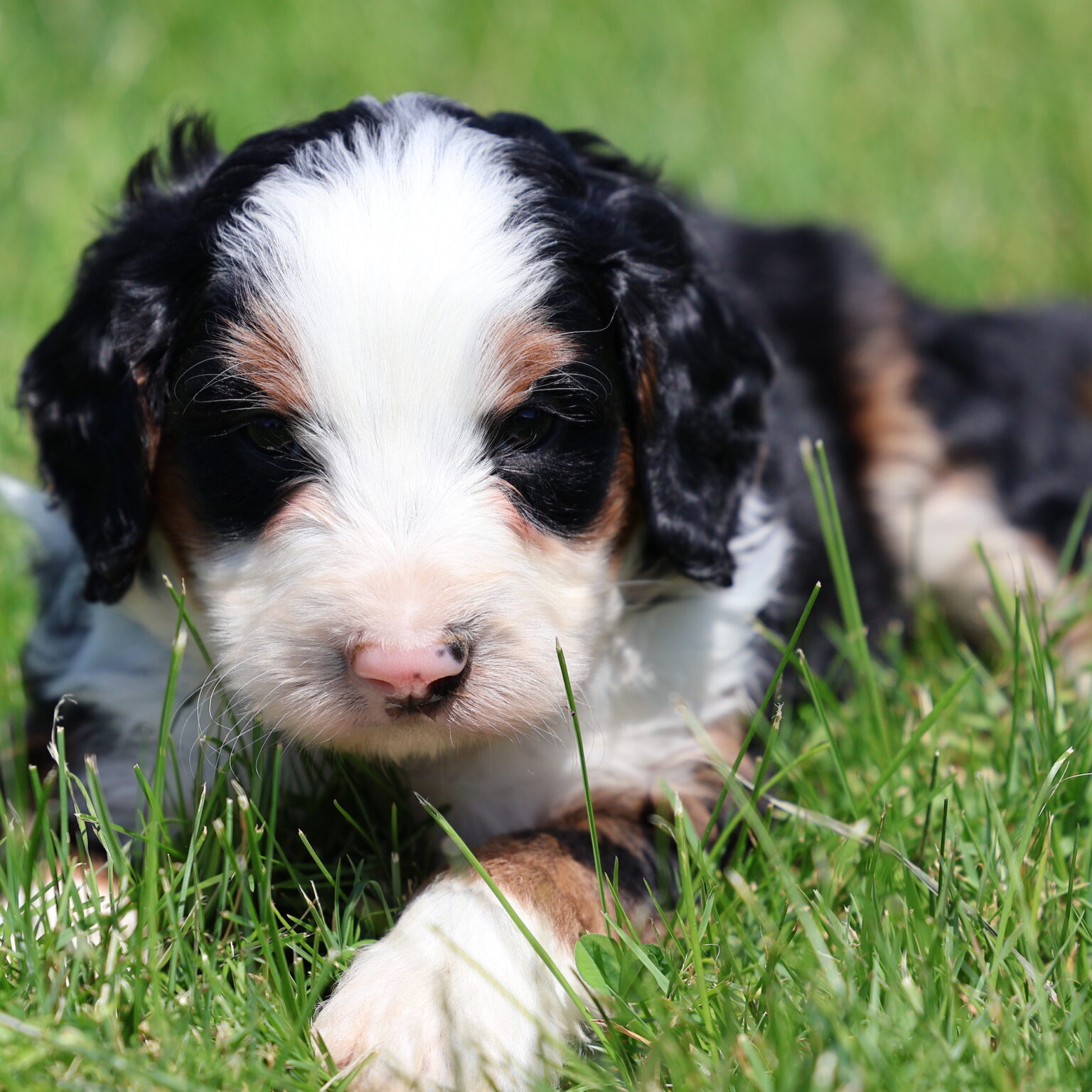 Beautiful Bernedoodle Puppies: Genetic Tested Parents | Find Your ...