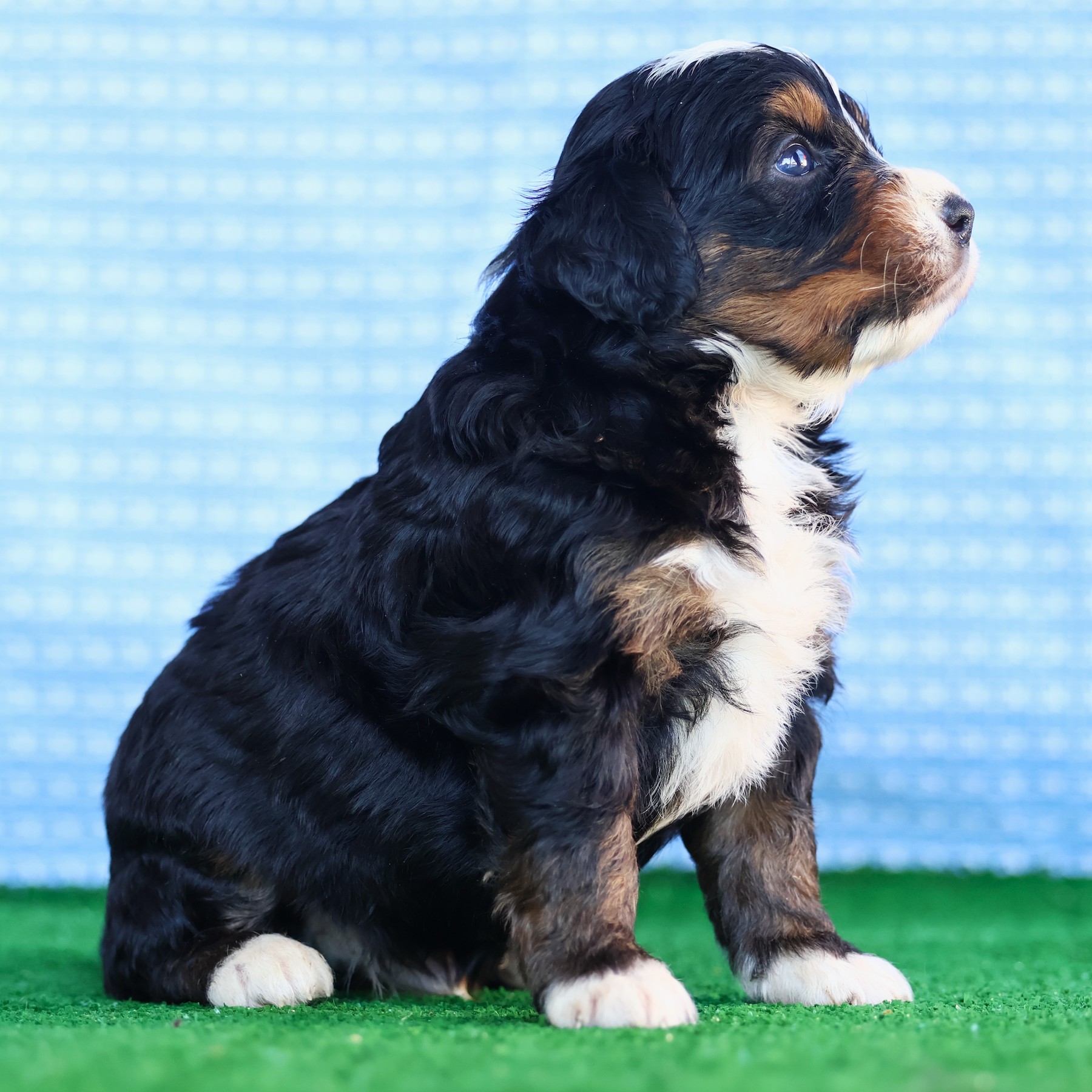 Nico | Berry Patch Puppies | Bernedoodle Adoption