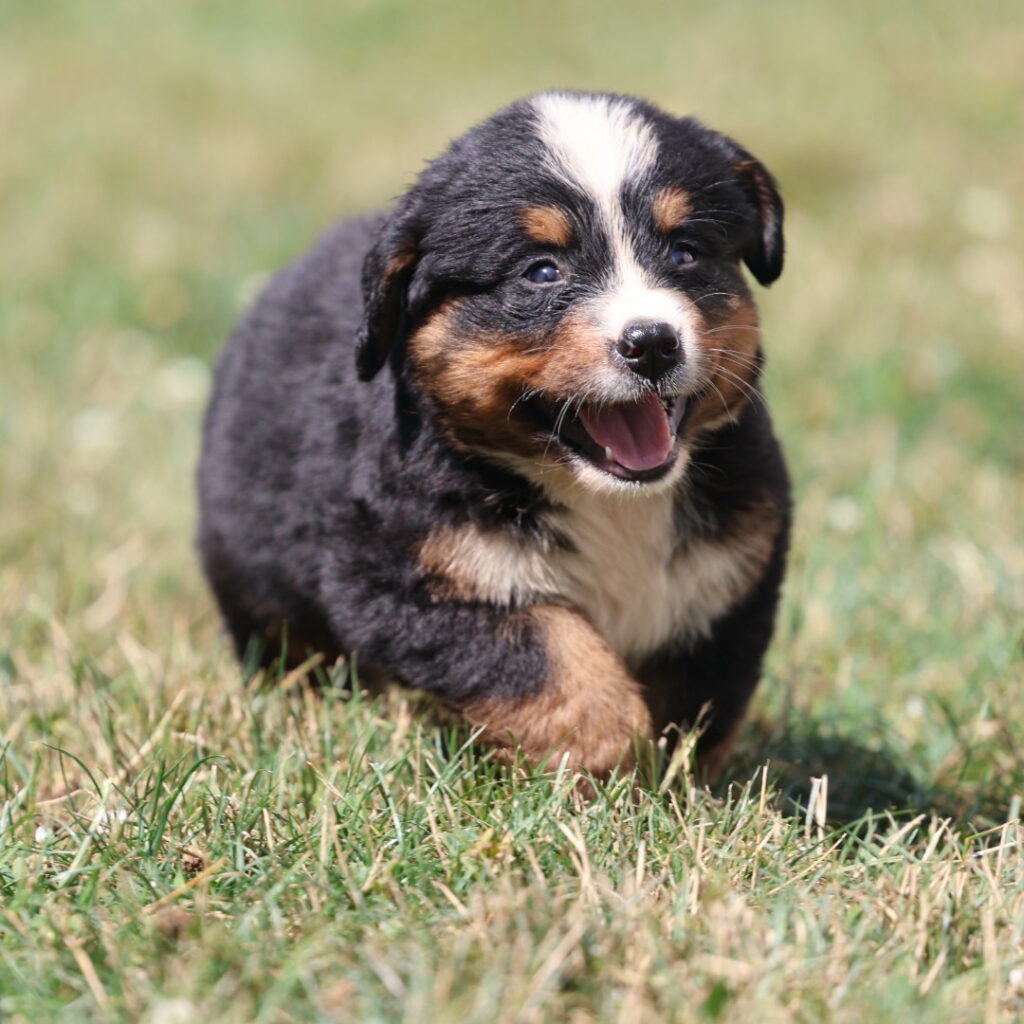 Beautiful Bernedoodle Puppies: Genetic Tested Parents | Find Your ...