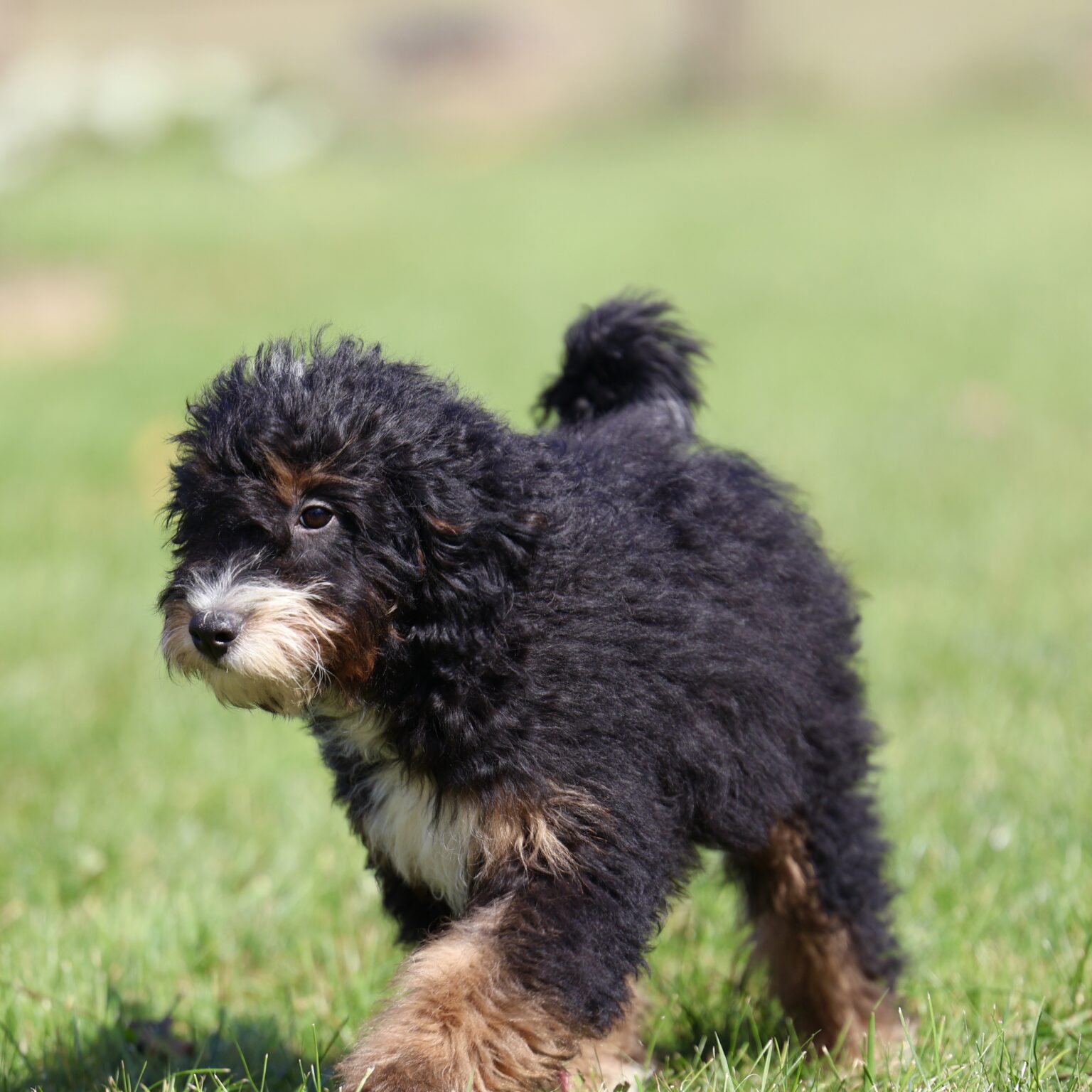 Understanding the Different Bernedoodle Coats | Bernedoodles