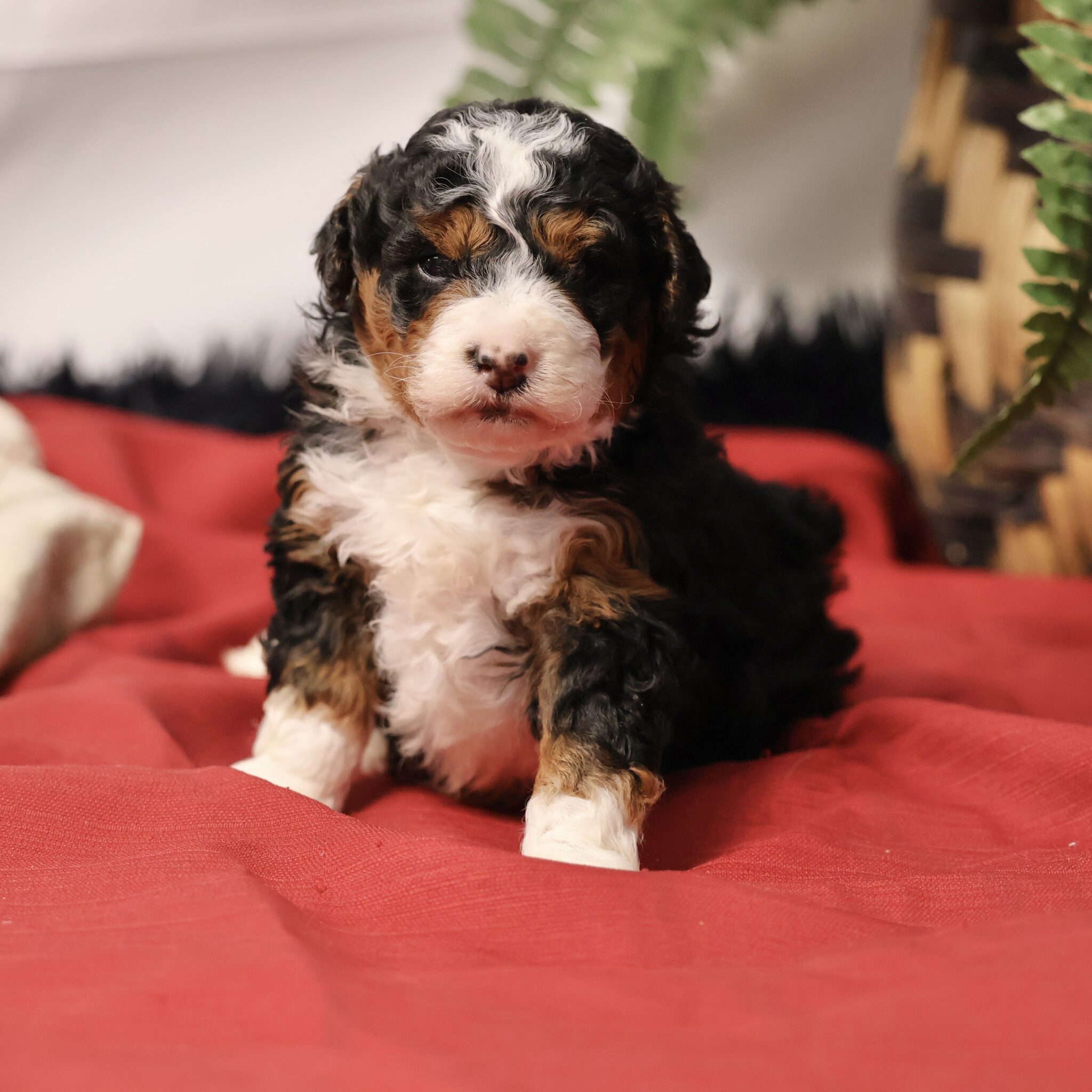 Mini Bernedoodle For Sale | Adorable | Berry Patch Puppies