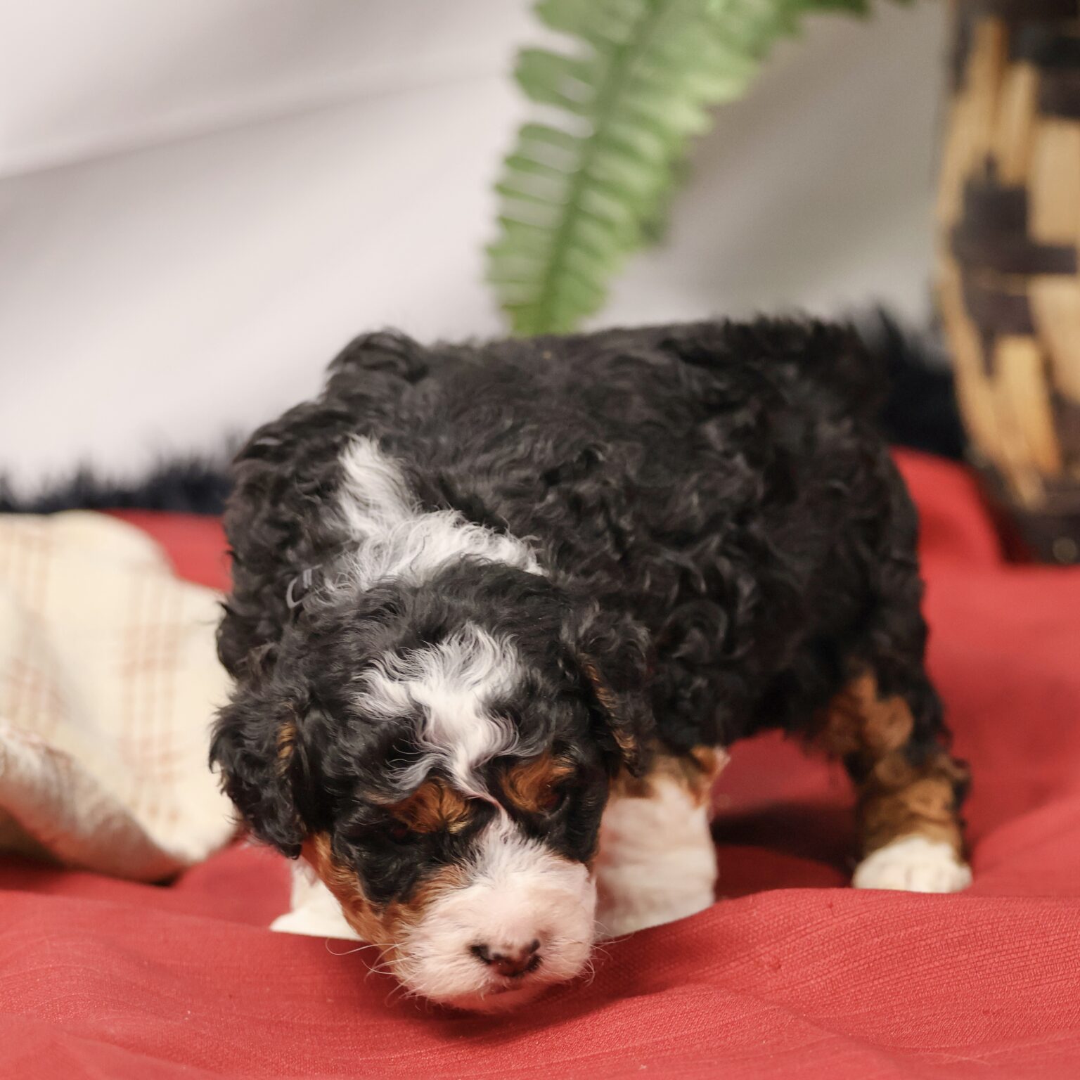Mini Bernedoodle For Sale | Adorable | Berry Patch Puppies