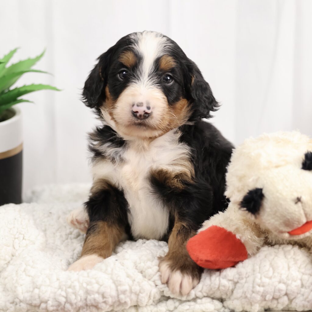 Bernie Doodle | Cute Bernedoodle Puppy | Berry Patch Pups