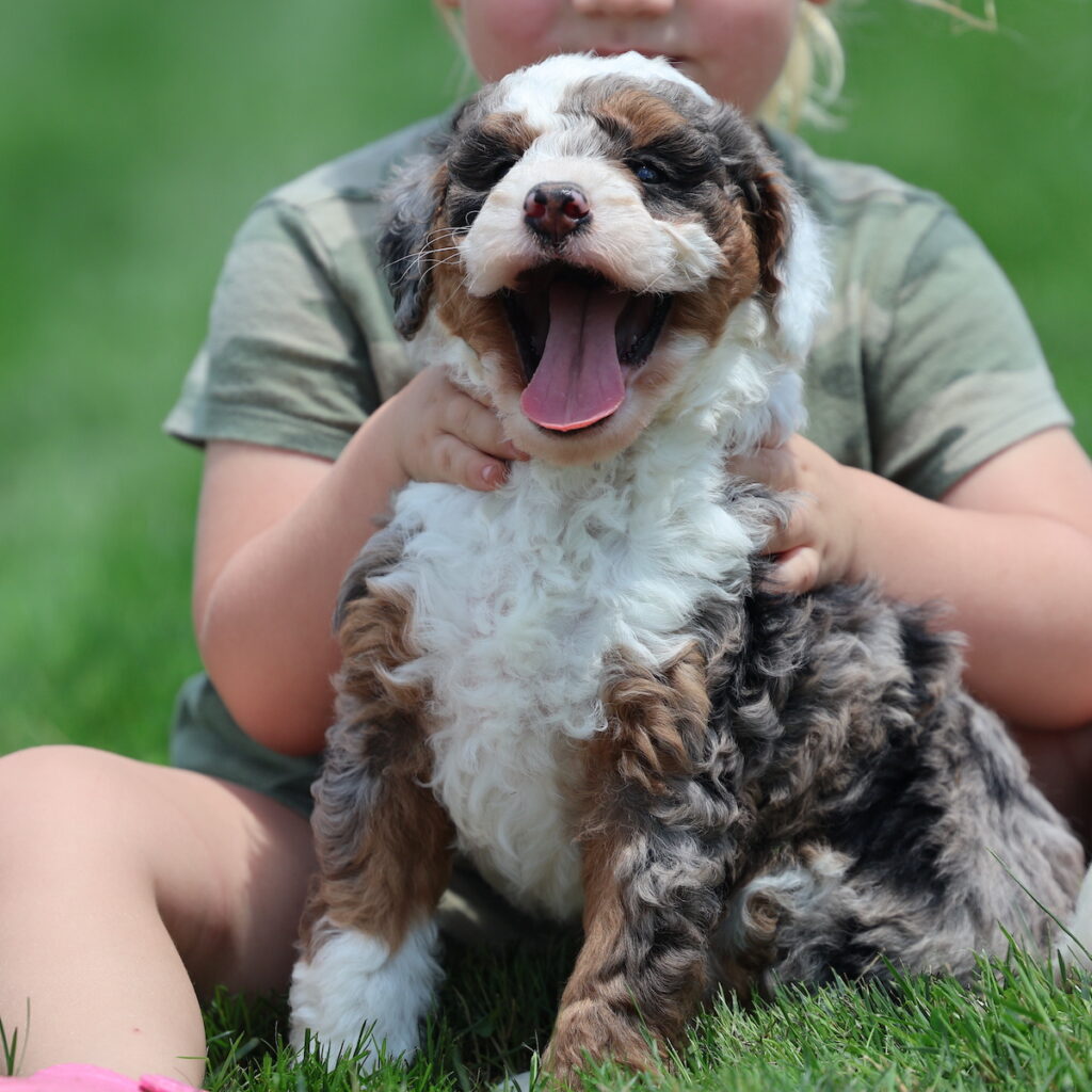 Blue Merle Mini Bernedoodle | Berry Patch Puppies | Georgia