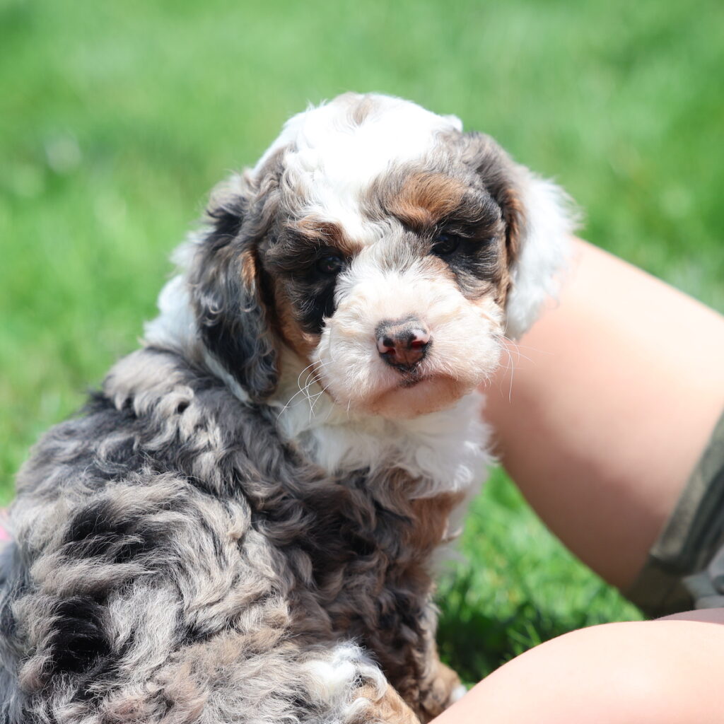 Blue Merle Mini Bernedoodle | Berry Patch Puppies | Georgia