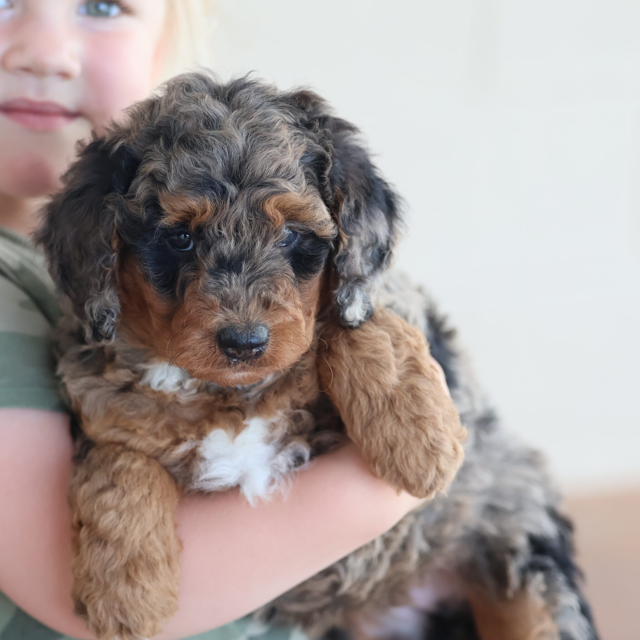Merle Bernedoodle Puppies | Genetic Tested | Vet Checked