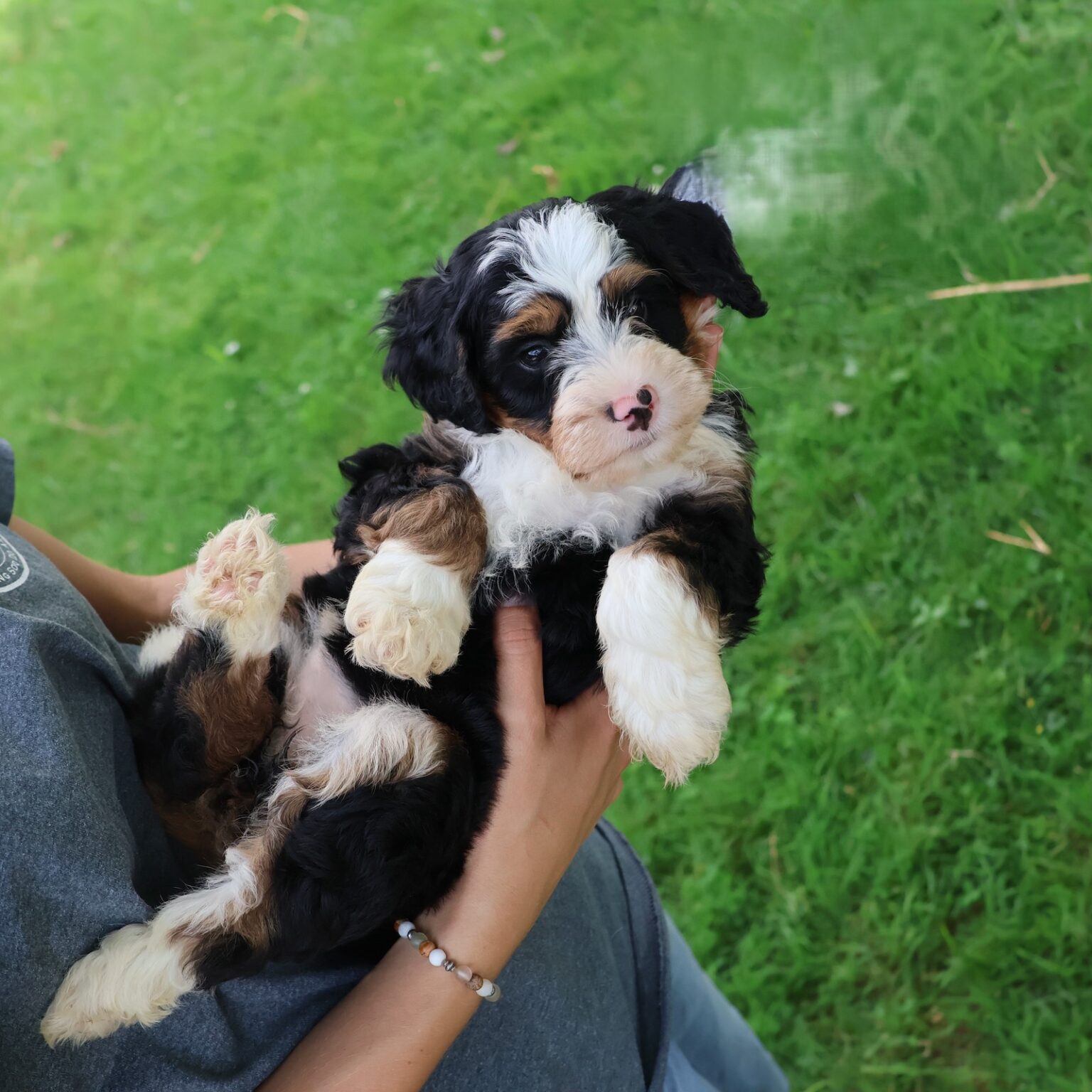 Bernedoodles Puppies For Sale | Berry Patch Puppies | Lilo