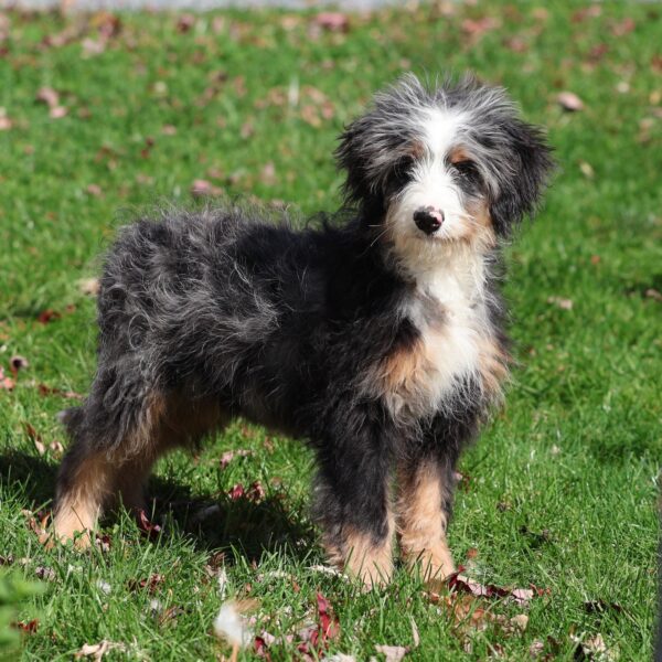 Berry Patch Puppies | Tri Color Merle Bernedoodle| Bugs