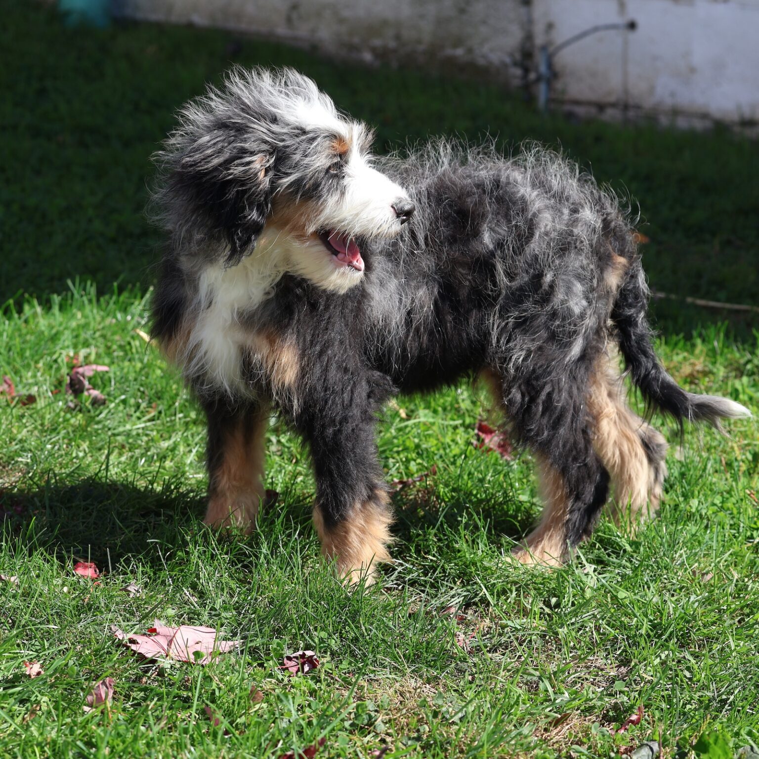 Berry Patch Puppies | Tri Color Merle Bernedoodle| Bugs