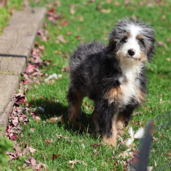 Berry Patch Puppies | Tri Color Merle Bernedoodle| Bugs