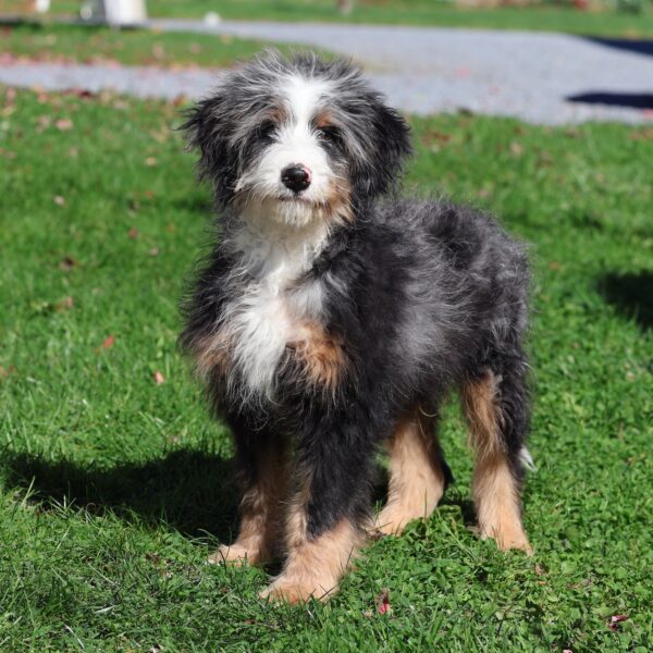 Berry Patch Puppies | Tri Color Merle Bernedoodle| Bugs