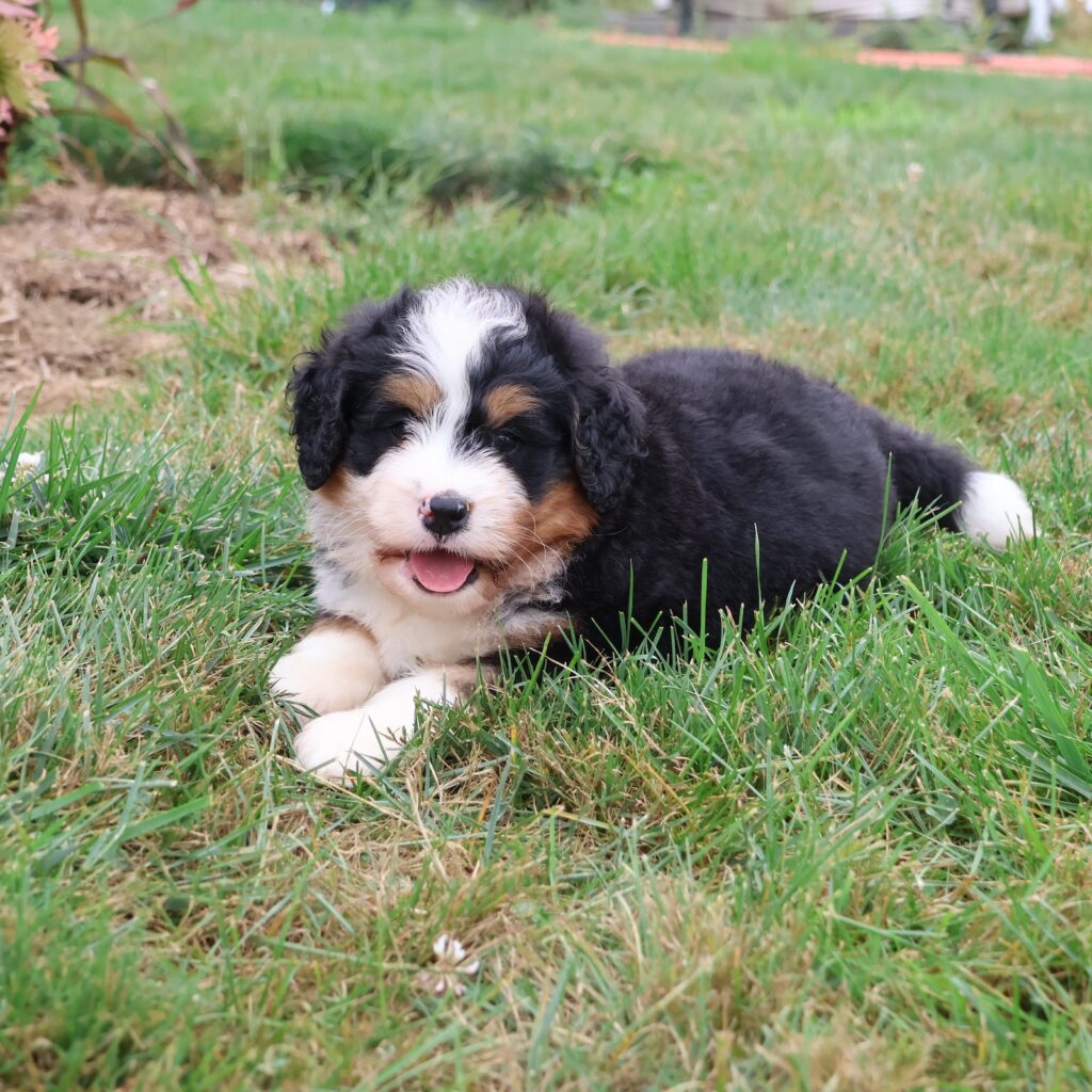 Berry Patch Puppies | F1 Mini Bernedoodle for Sale