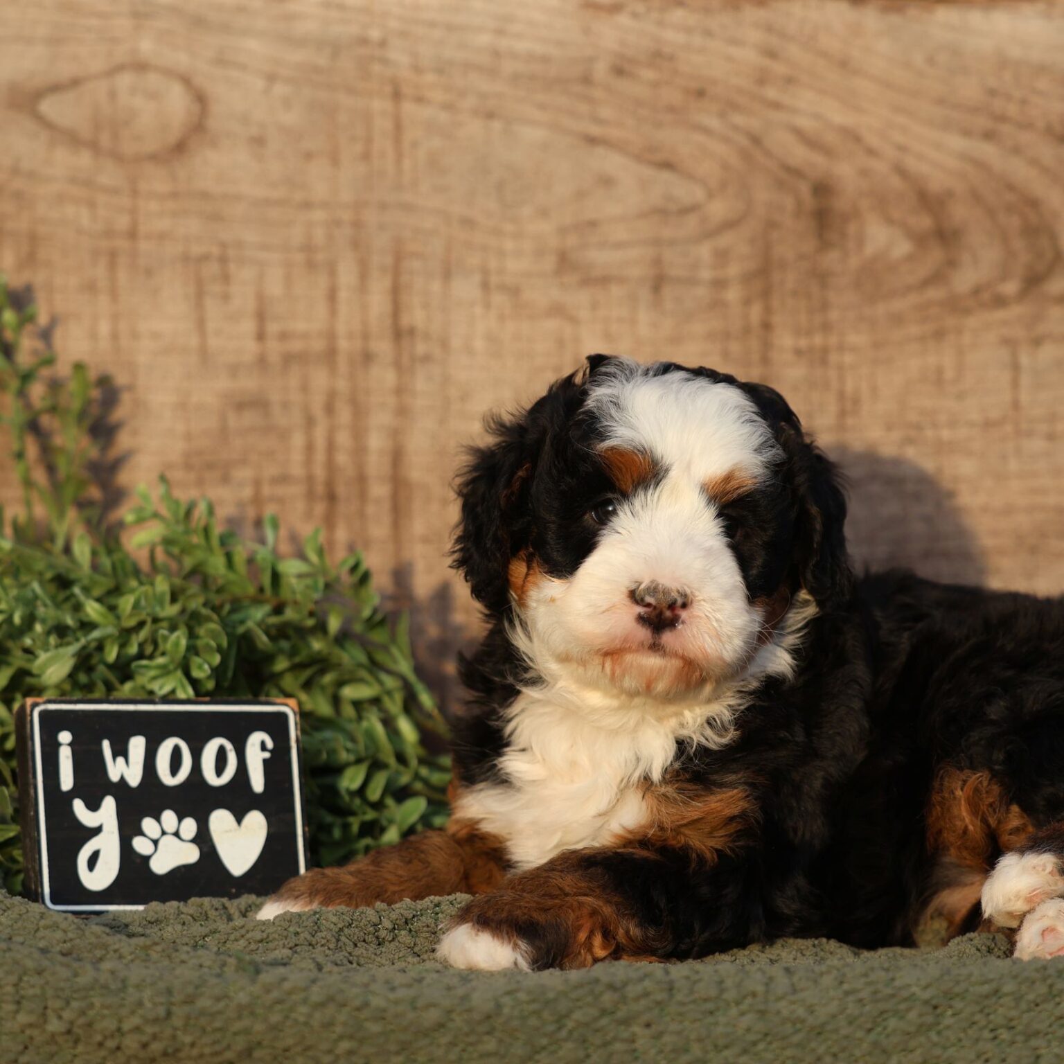 Berry Patch Puppies | multi gen bernedoodle Saphire