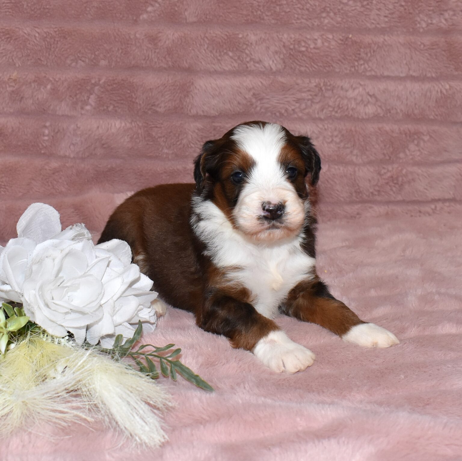 Berry Patch Puppies | bernedoodle sable color neptune