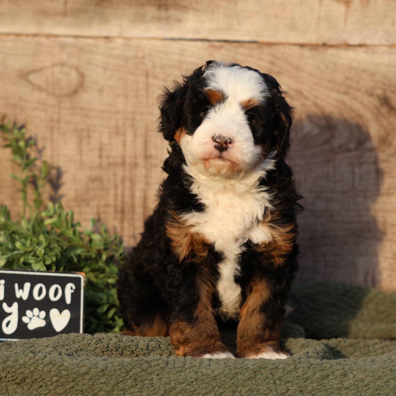 Berry Patch Puppies | multi gen bernedoodle Saphire