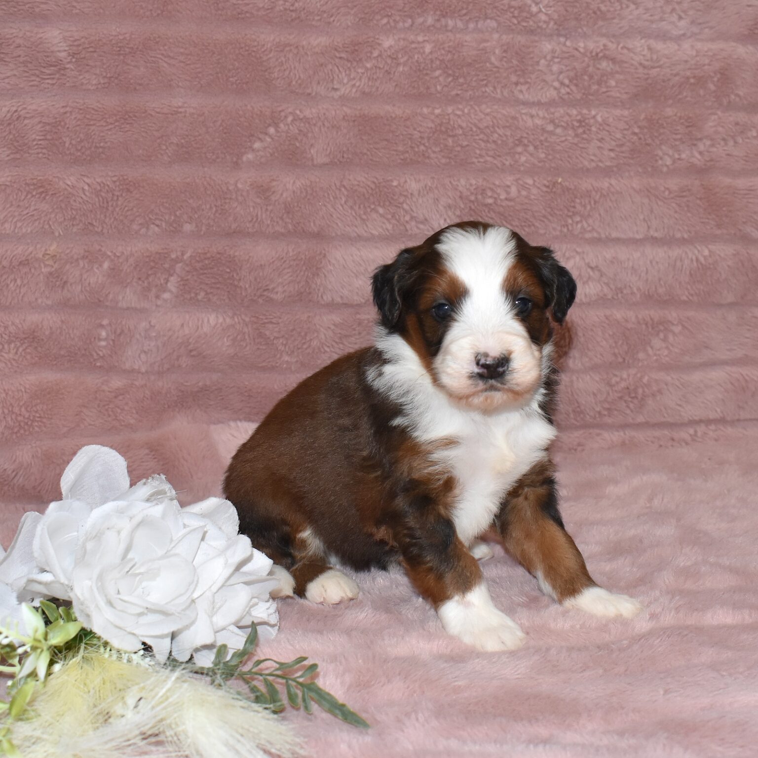 Berry Patch Puppies | bernedoodle sable color neptune