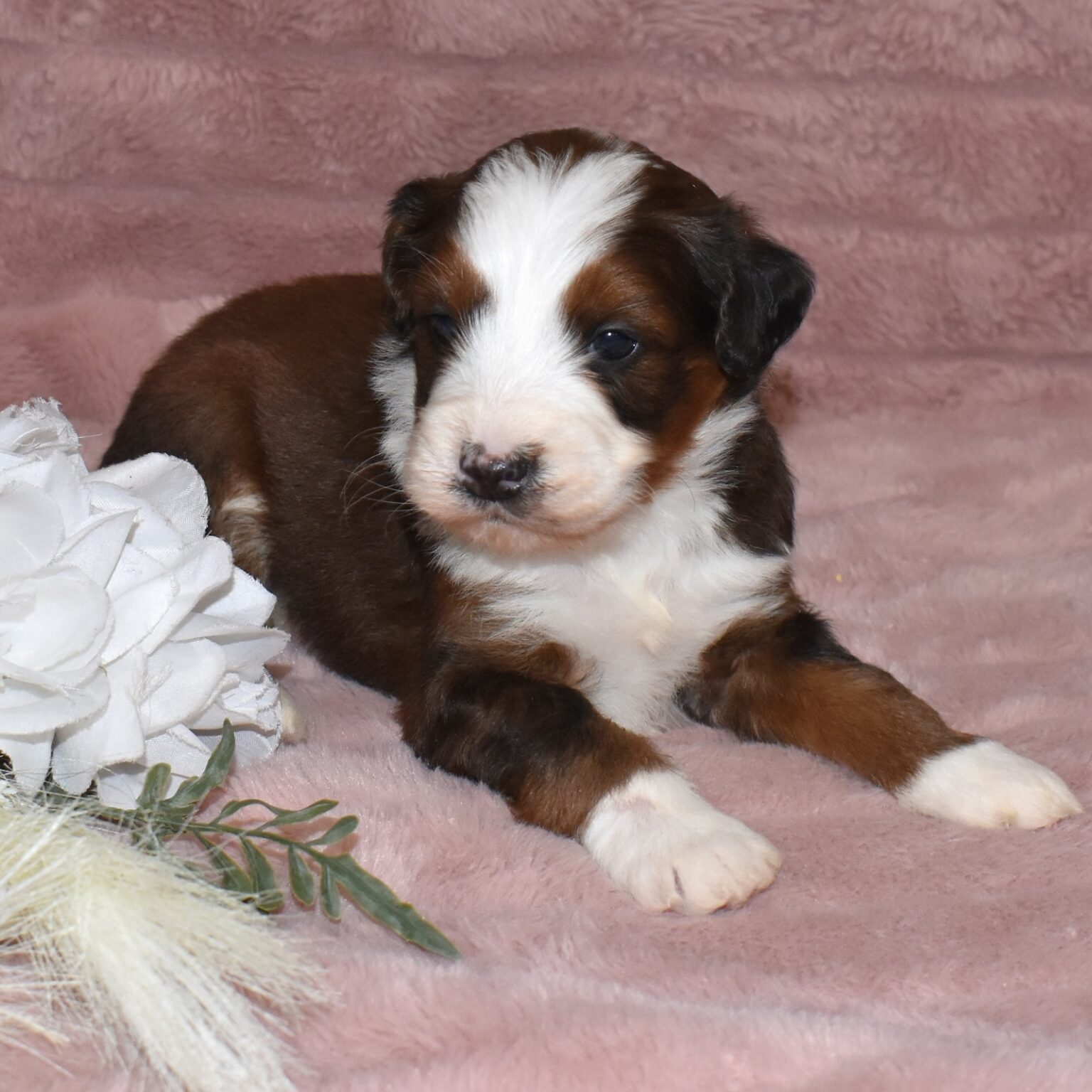 Berry Patch Puppies | bernedoodle sable color neptune