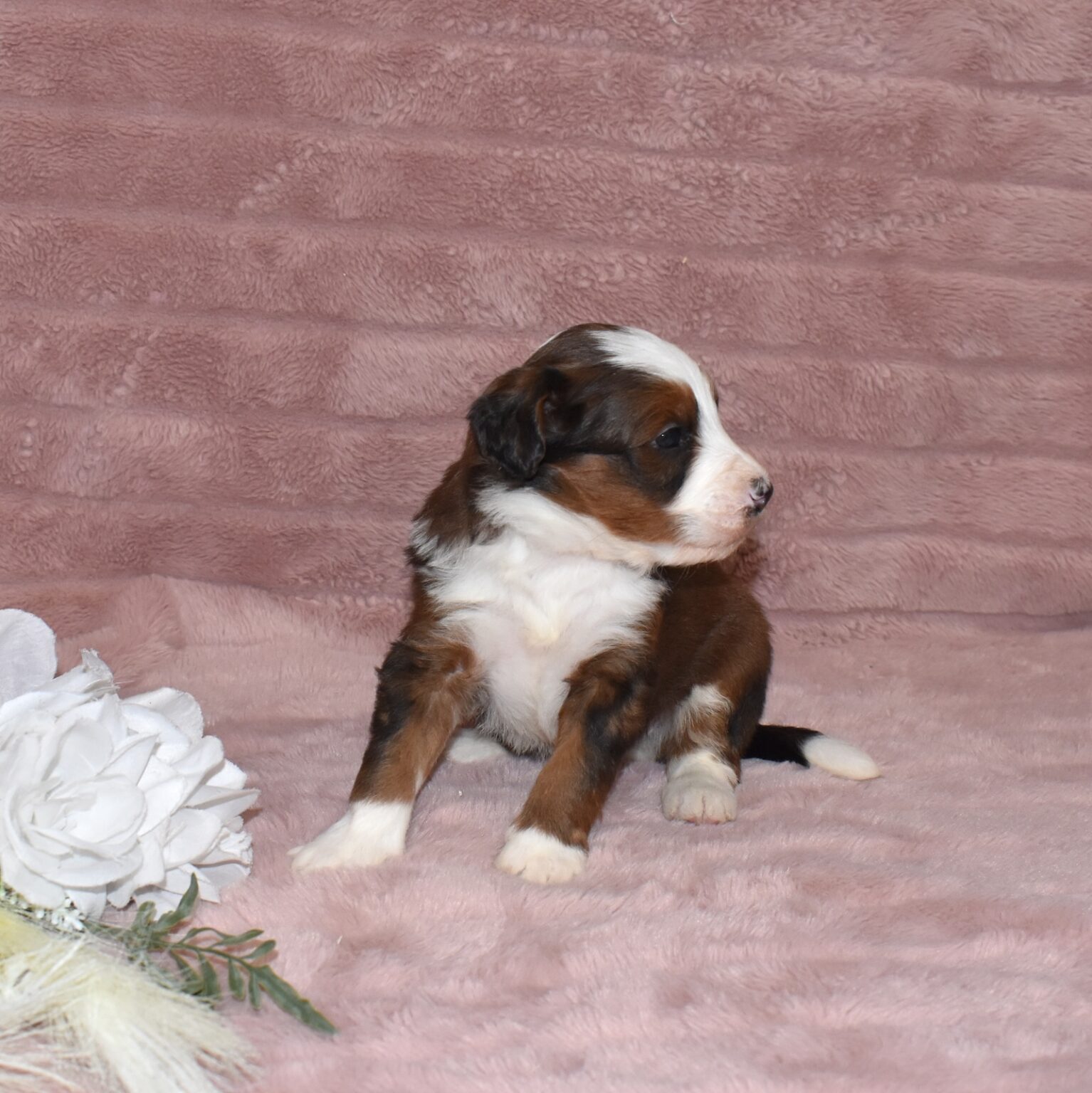Berry Patch Puppies | bernedoodle sable color neptune